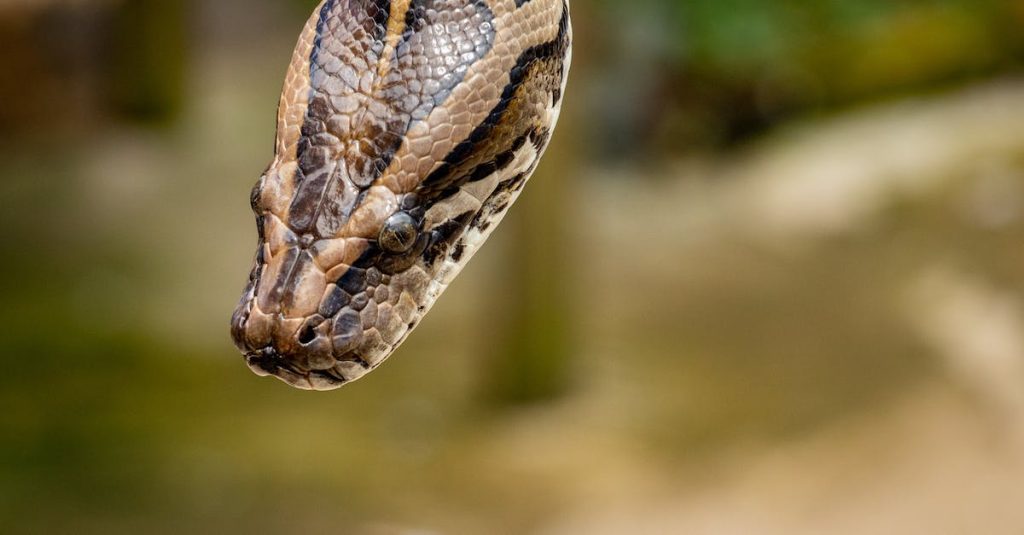 Comment les serpents se reproduisent